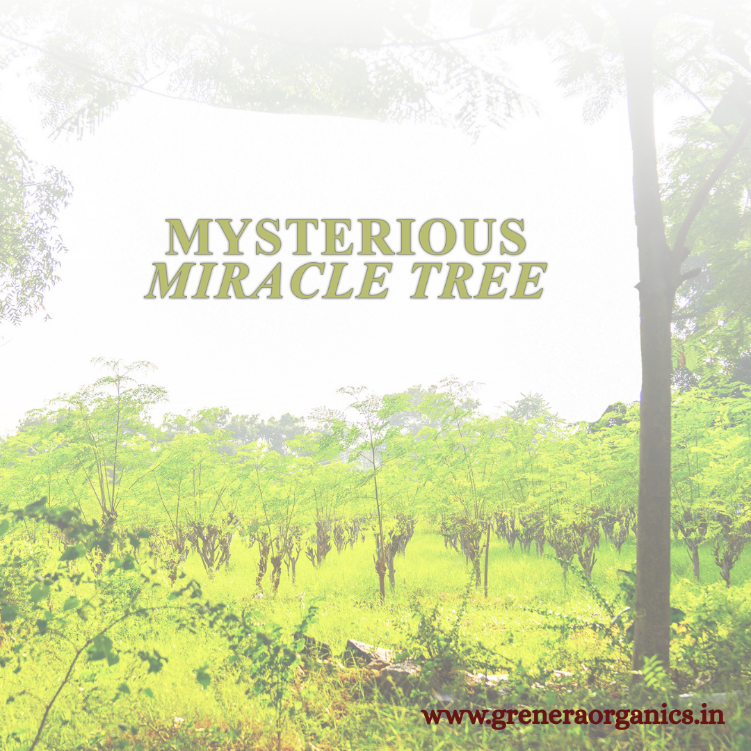 Mysterious Miracle tree Moringa oleifera : Benefits – greneraindia